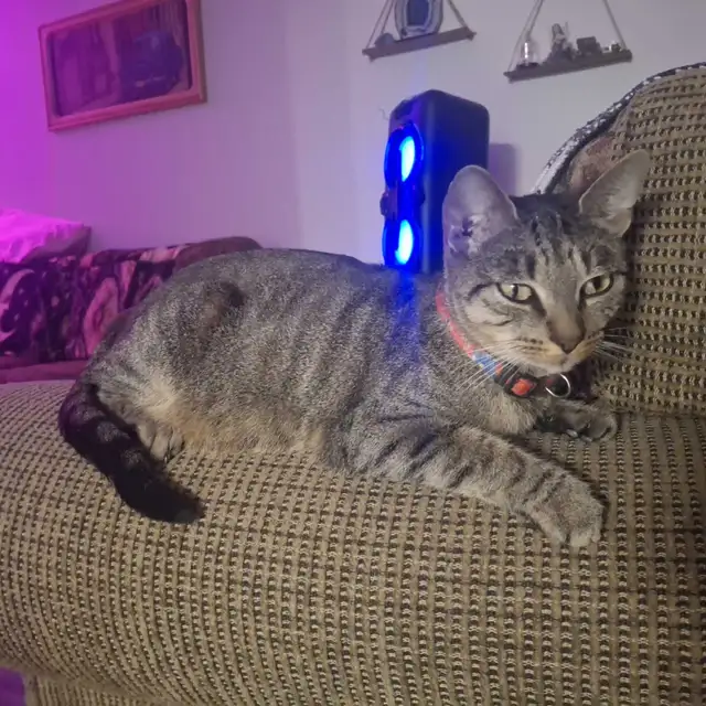 2 year old female cat looking for a new forever home | Cats & Kittens ...