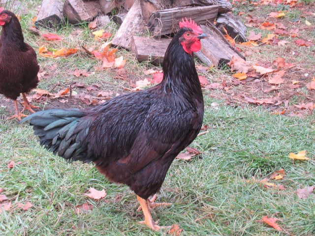 Heritage Rhode Island Red Hatching Eggs | Livestock | Trenton | Kijiji