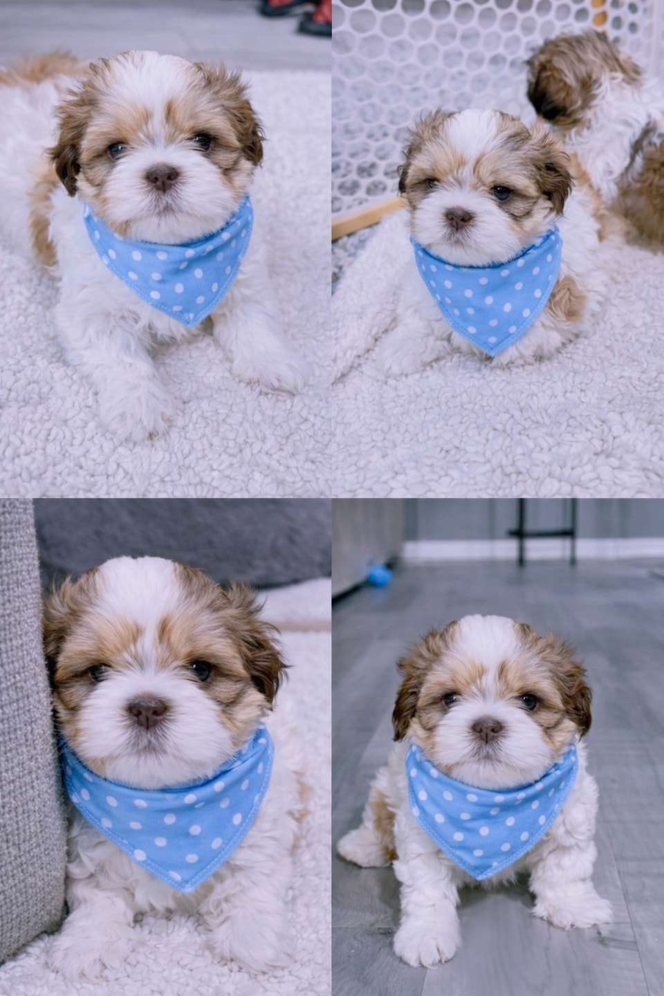 Shih Tzu Puppies | Dogs & Puppies for Rehoming | Calgary | Free local ...