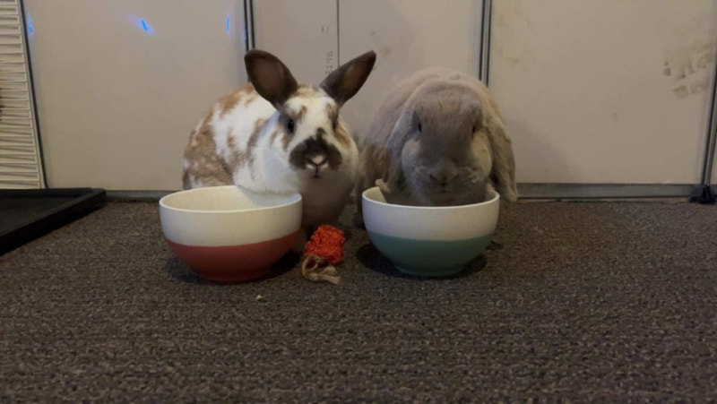 Rascally Rabbit Rescue - Milo & Oliver! | Small Animals for Rehoming ...