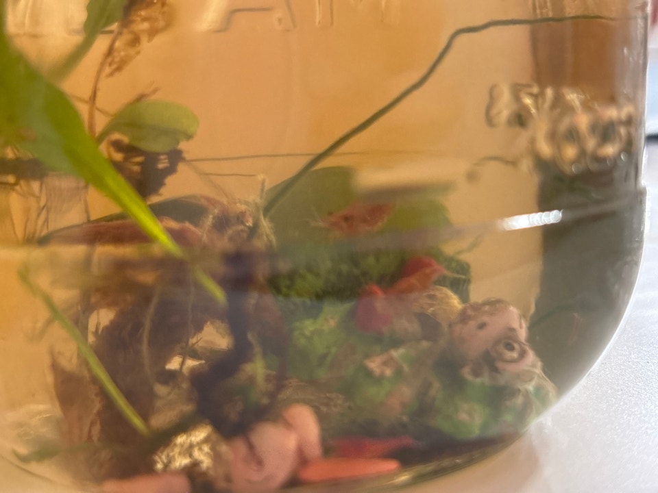 8-10 red neocaridina shrimp | Fish for Rehoming | Gatineau | Free local ...