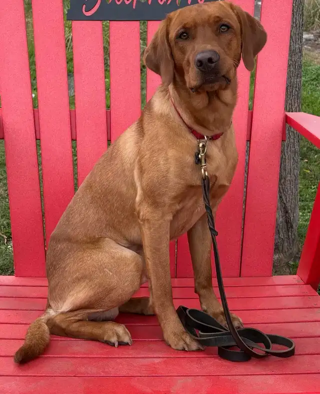 Pure labradors, ready family day | Dogs & Puppies for Rehoming | Grand ...