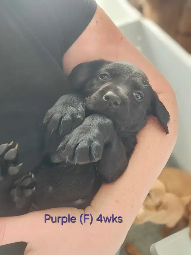 Pure labradors, ready family day | Dogs & Puppies for Rehoming | Grand ...