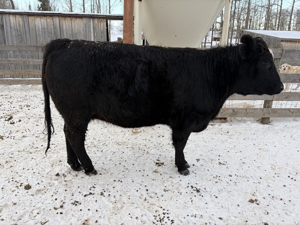 Bred Simmental/angus heifer quite as a pet | Livestock | Red Deer ...