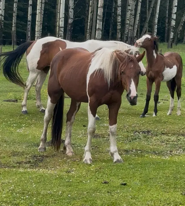 3 year old draft cross | Horses & Ponies for Rehoming | Edmonton | Free ...