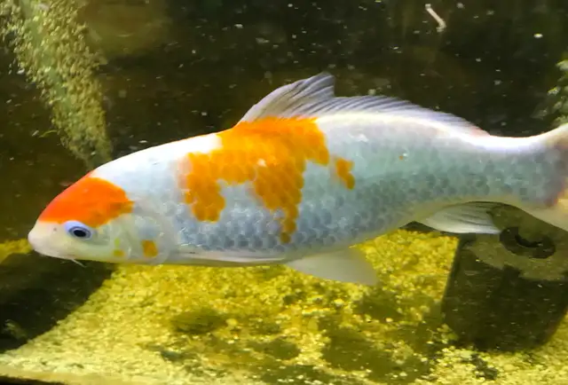 XL Japanese Koi Fish | Fish for Rehoming | City of Toronto | Free local ...