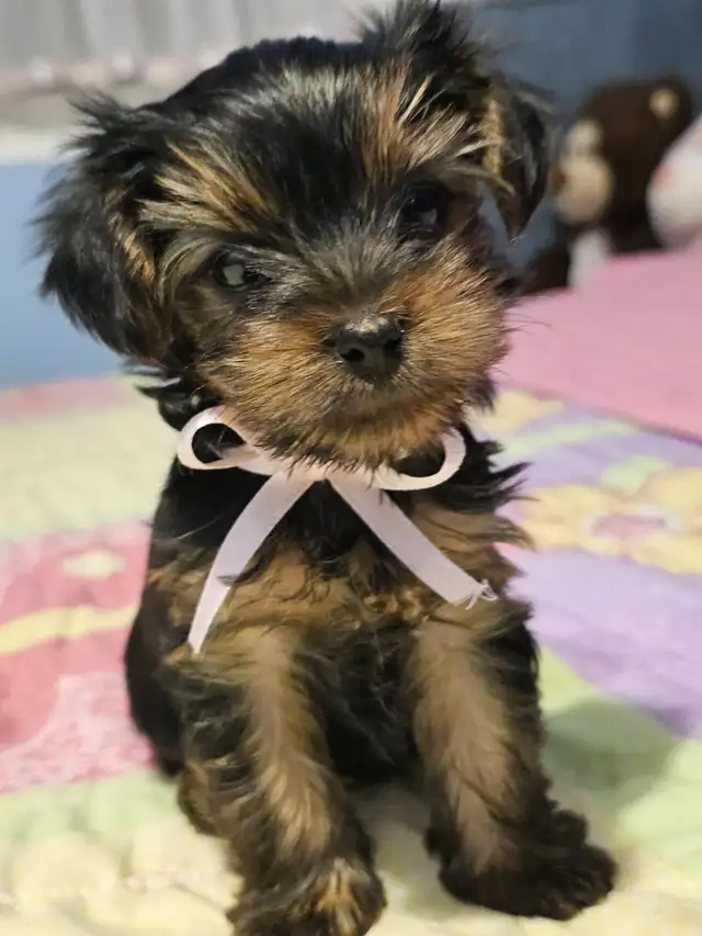 Yorkshire Terrier puppies | Dogs & Puppies for Rehoming | City of ...