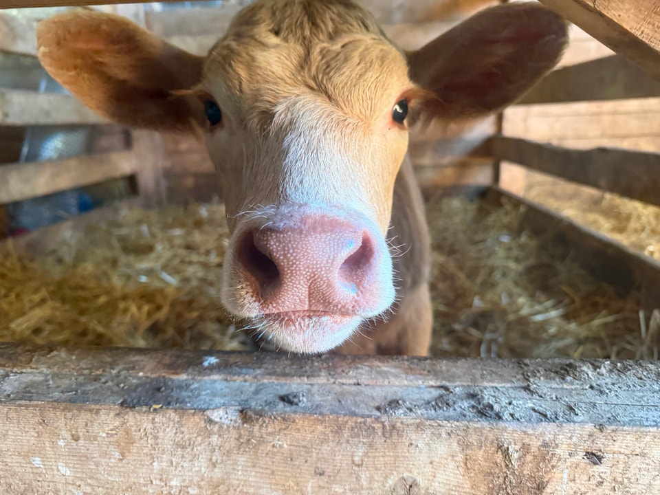 Spare Twin Calves | Livestock | Grande Prairie | Free local classifieds ...