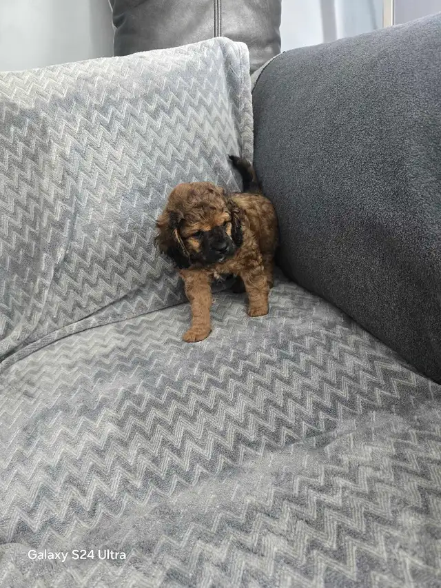 Magnifiques Cockapoo F3B Prêts maintenant | Dogs & Puppies for Rehoming ...