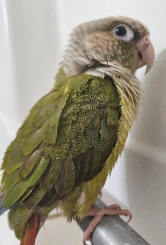 Conure de mutation ananas | Birds for Rehoming | Granby | Free local ...