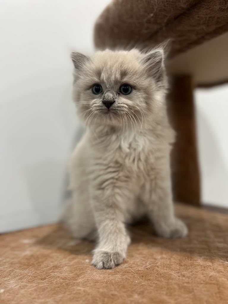 Cute and playful Ragdoll kittens | Cats & Kittens for Rehoming ...