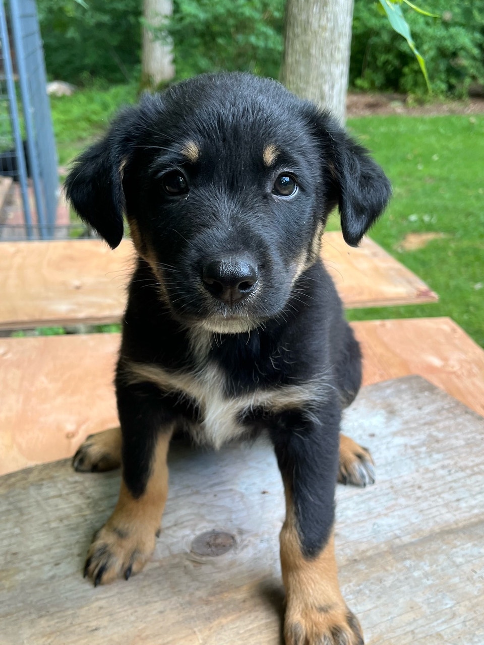 Australian Shepherd Heeler Cross puppies | Dogs & Puppies for Rehoming ...