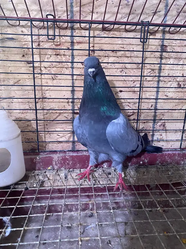 tippler pigeons | Birds for Rehoming | Oakville / Halton Region | Free ...