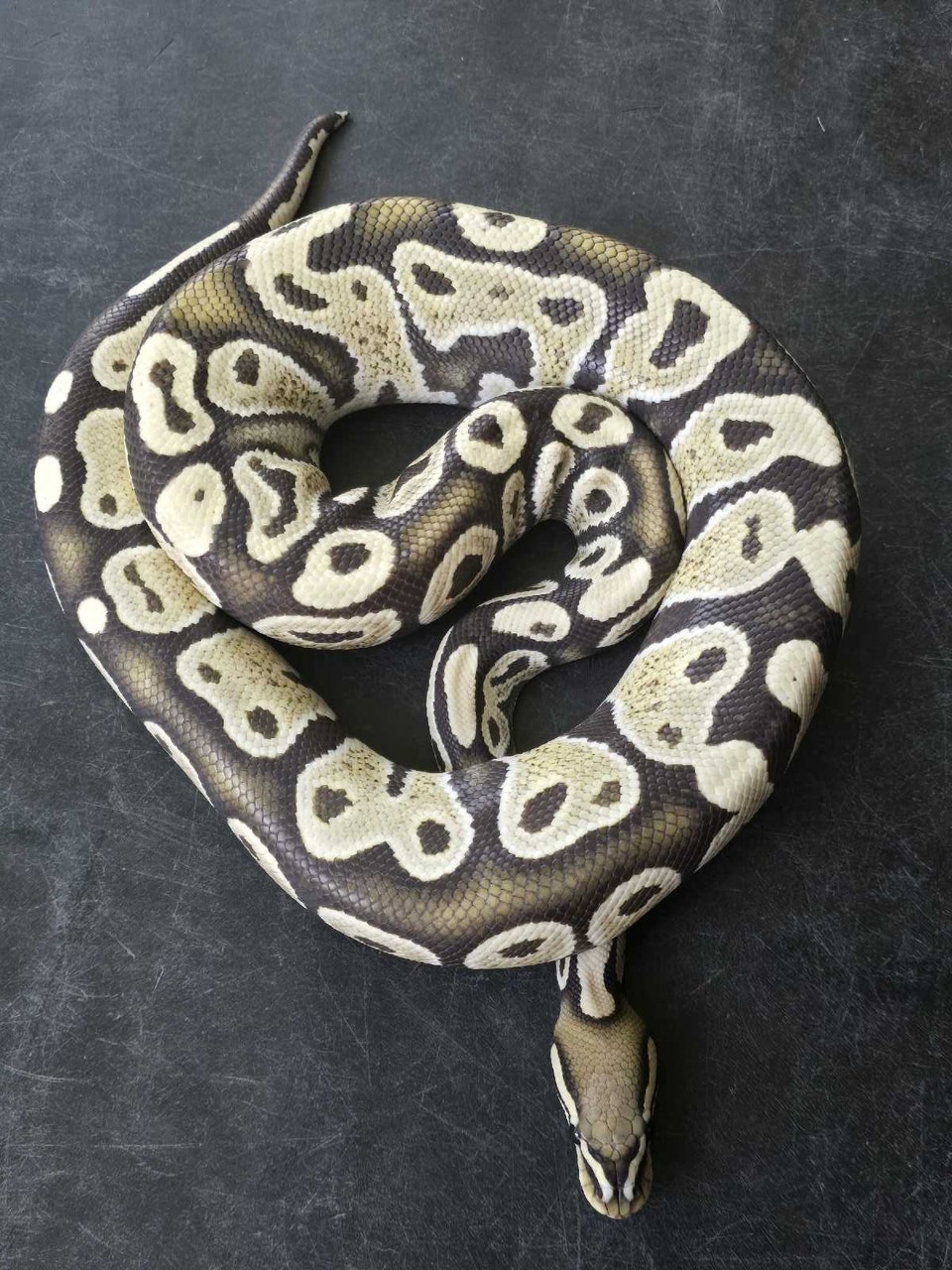 Enhancer ball python breeding group 1.2 | Reptiles & Amphibians for Rehoming | City of Toronto ...