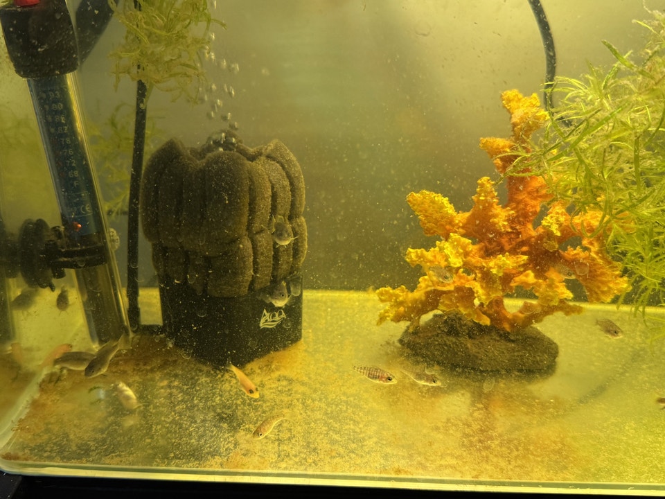 Dragon blood and yellow tail Acei cichlid | Fish for Rehoming | City of ...
