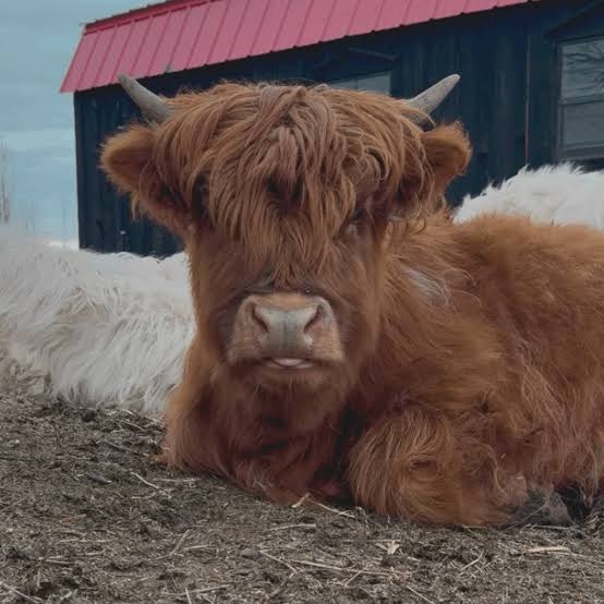 Making dreams come true | Other | City of Toronto | Free local ...