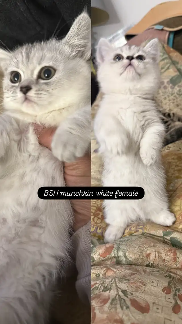 BSH Munchkin white and British short hair marble (females) | Cats ...