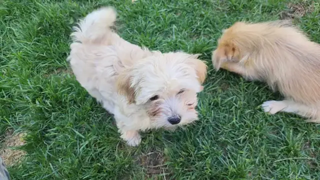 Havanese Maltese mix puppies for rehome | Dogs & Puppies for Rehoming ...
