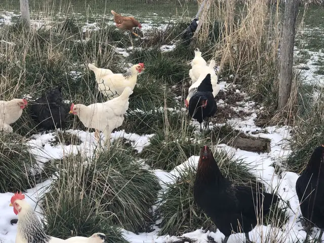 Farm fresh eggs from pasture raised hens $6 per doz | Livestock ...