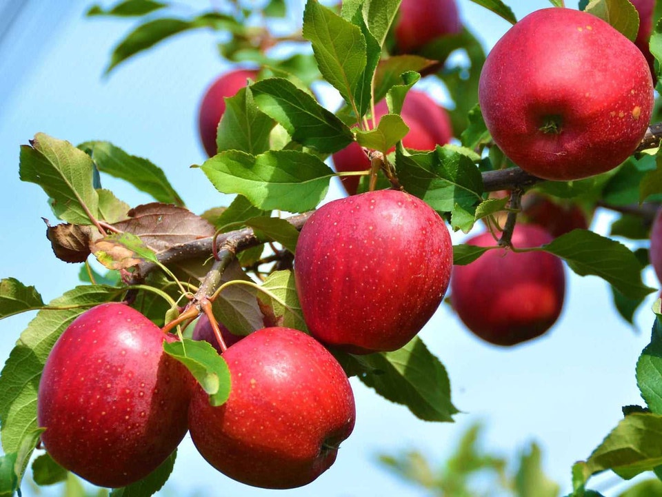 Honeycrisp Apple Trees | Plants, Fertilizer & Soil | Kawartha Lakes ...