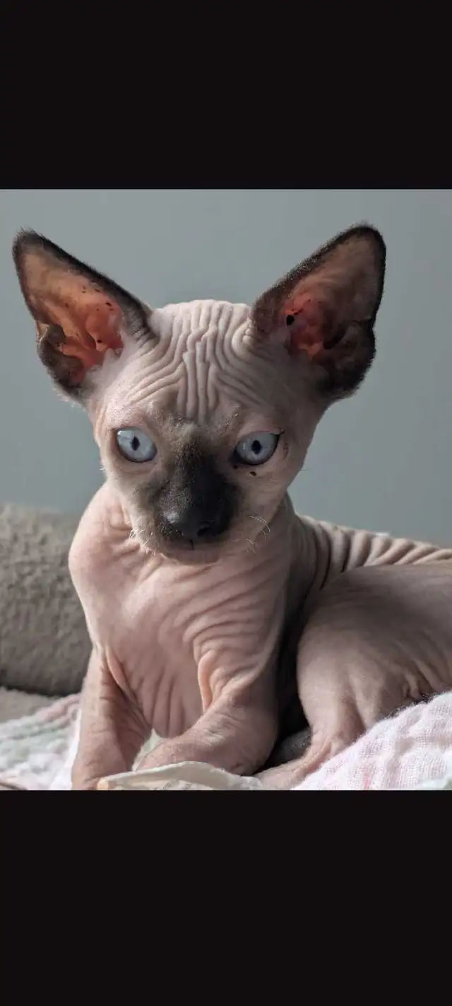 chaton sphynx femelle | Cats & Kittens for Rehoming | Gatineau | Free ...