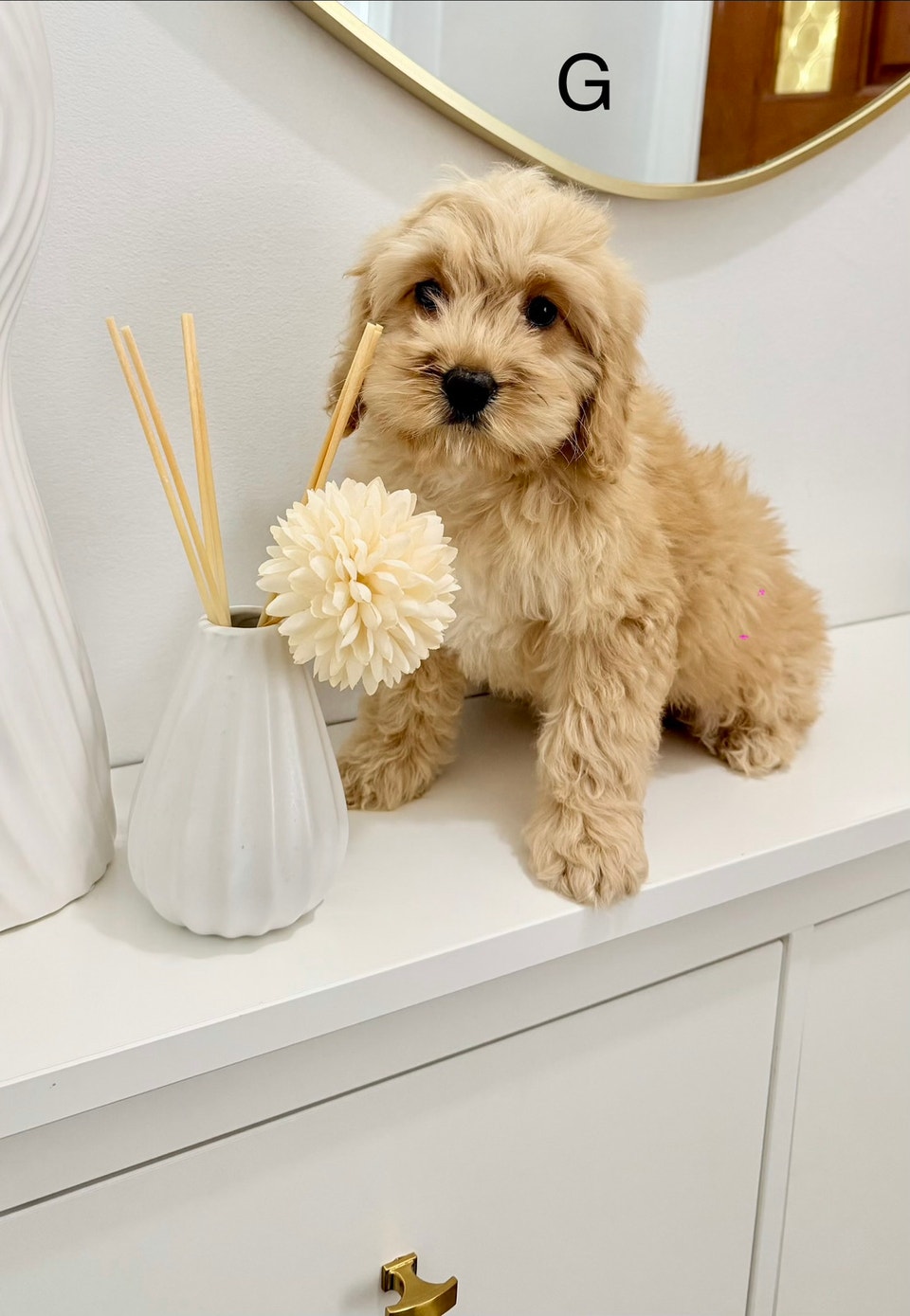Mini Cockapoo puppies (ONLY 1 BOY AND 1 GIRL LEFT) | Dogs & Puppies for ...
