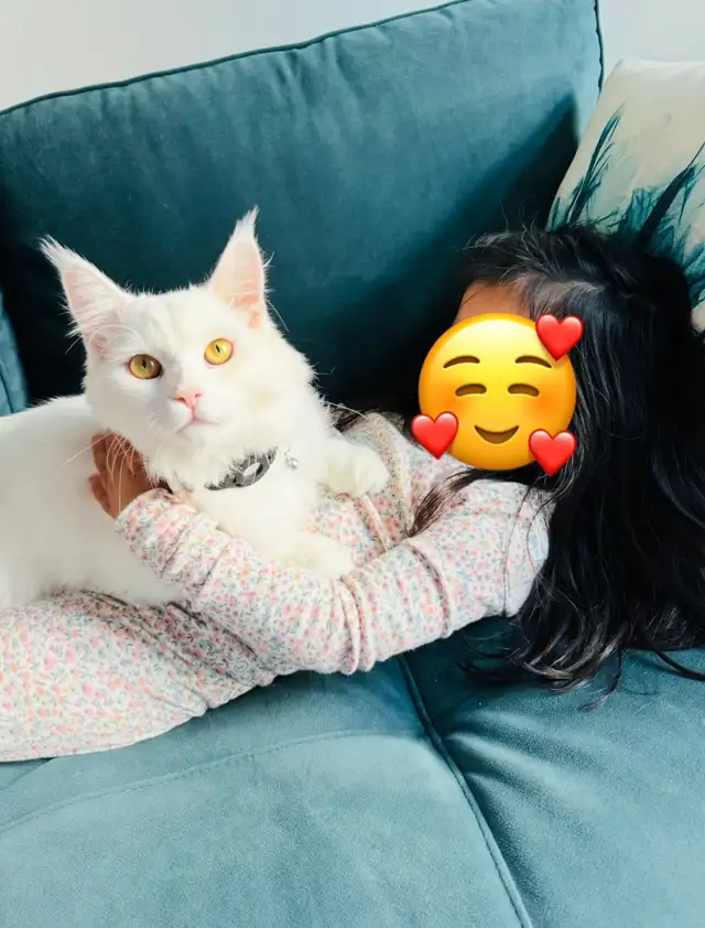 White Hypoallergenic Ragdoll Maine Coon Cat | Cats & Kittens for ...