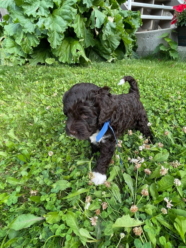 Mini Portuguese Water Dog / Labradoodle - ONLY ONE PUPPY LEFT | Dogs ...