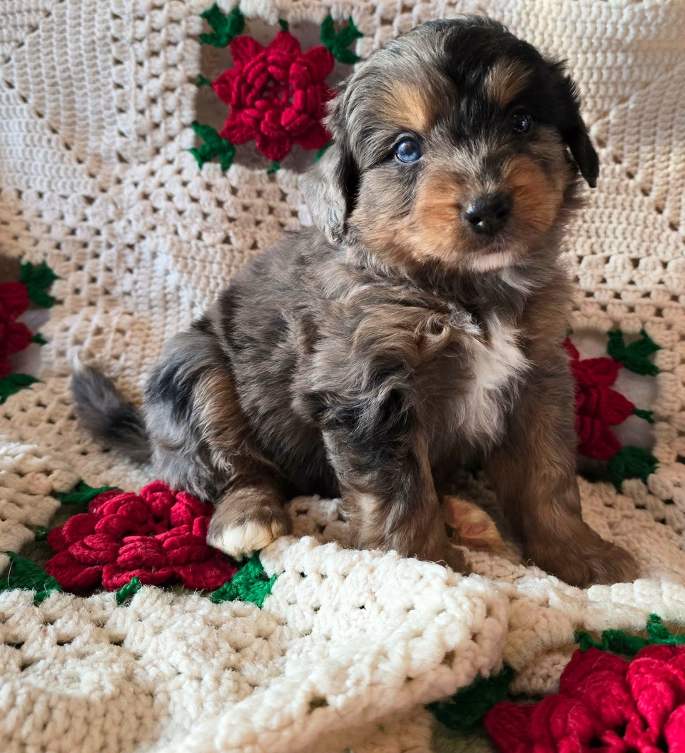 Micro Bernedoodle and Mini bernedoodles | Dogs & Puppies for Rehoming ...