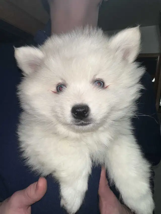 Alaskan KleeKai/ Miniature American Eskimo Puppies FOR SALE | Dogs ...