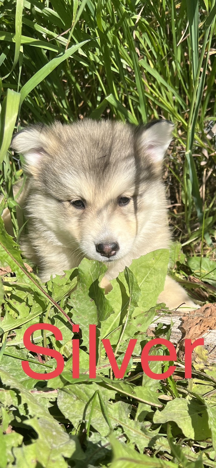 Beautiful Pomsky puppies | Dogs & Puppies for Rehoming | Calgary | Kijiji