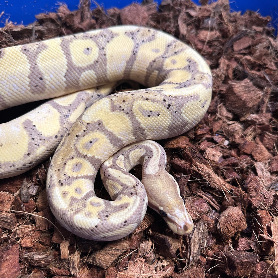 ball python | Reptiles & Amphibians for Rehoming | City of Toronto | Free local classifieds - Kijiji