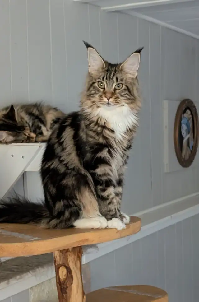 Maine coon kitten | Cats & Kittens for Rehoming | Moncton | Free local ...