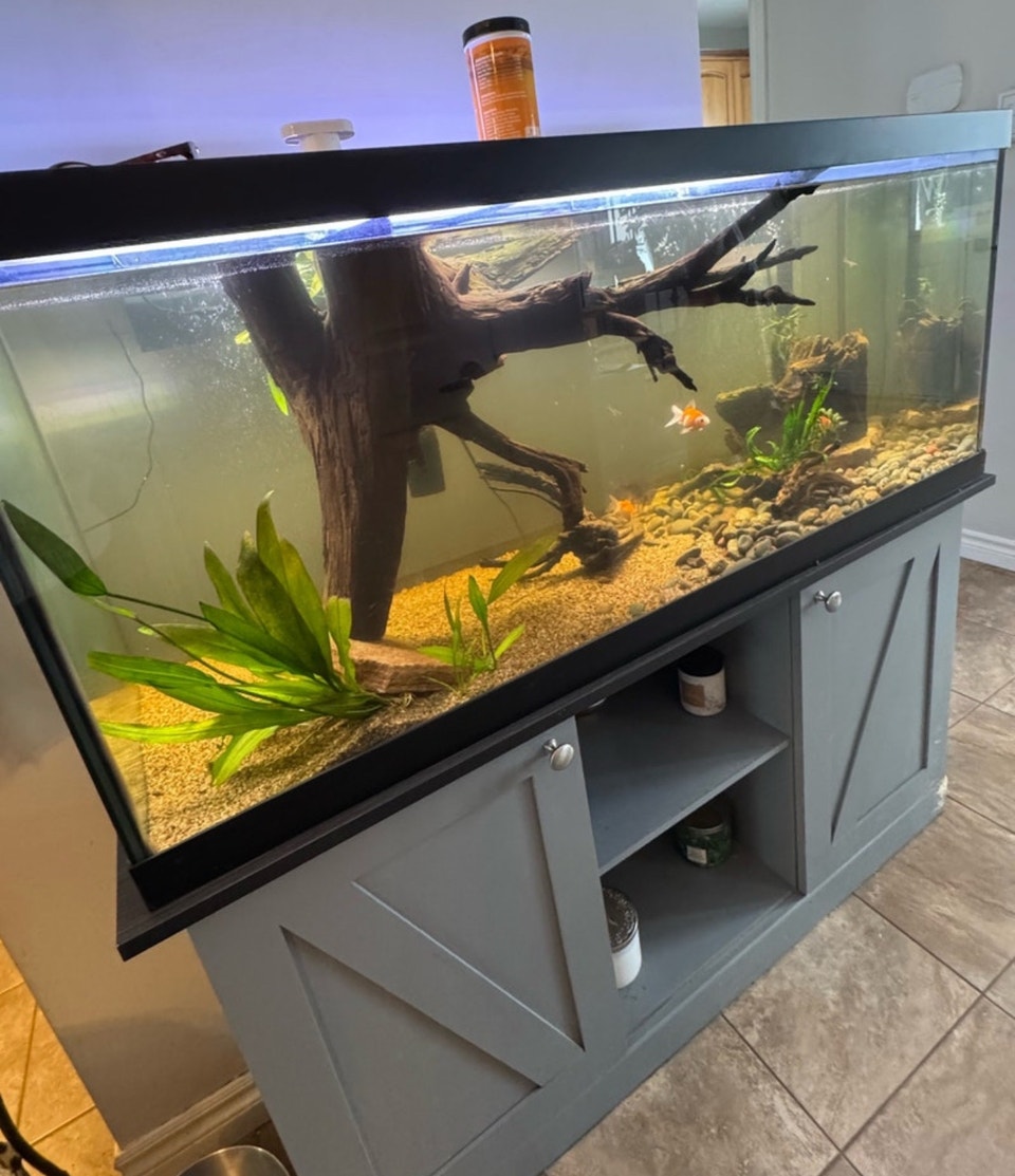 75 gallon aquarium set up with stand | Fish for Rehoming | Moncton ...