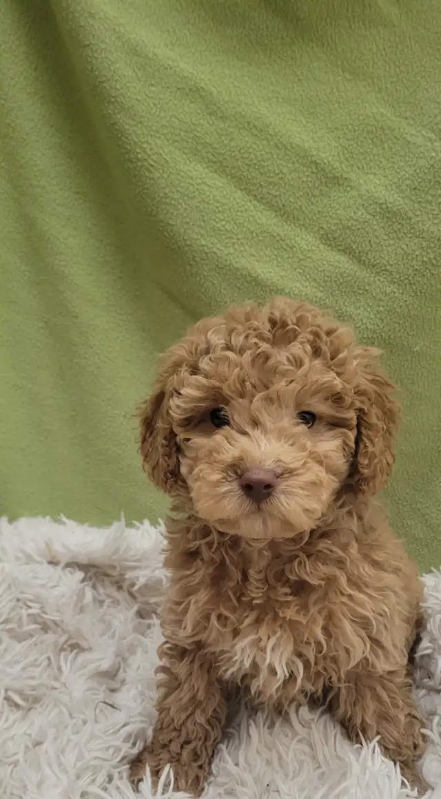 Cavapoo puppies | Dogs & Puppies for Rehoming | Oshawa / Durham Region ...