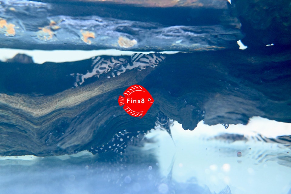 Super white L236 SW, Zebra Pleco L46, L471, and rare plecos | Fish for ...