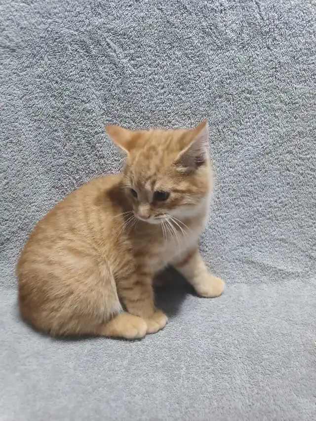 Orange Kitten | Cats & Kittens for Rehoming | Moncton | Free local ...