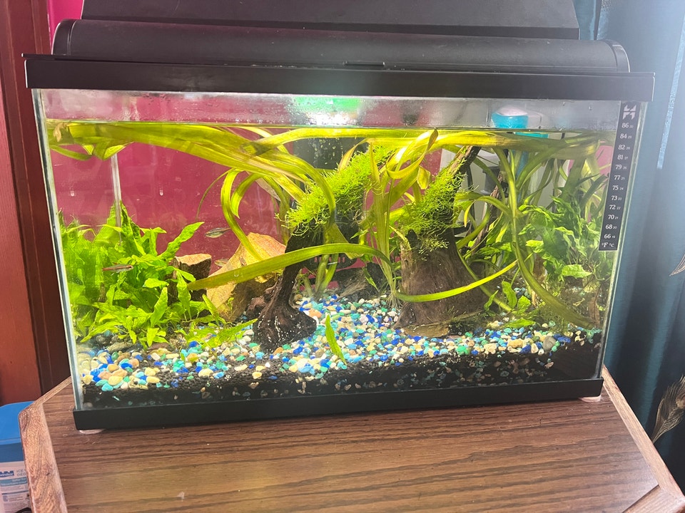 10 gallon aquarium-free! | Fish for Rehoming | Winnipeg | Free local ...