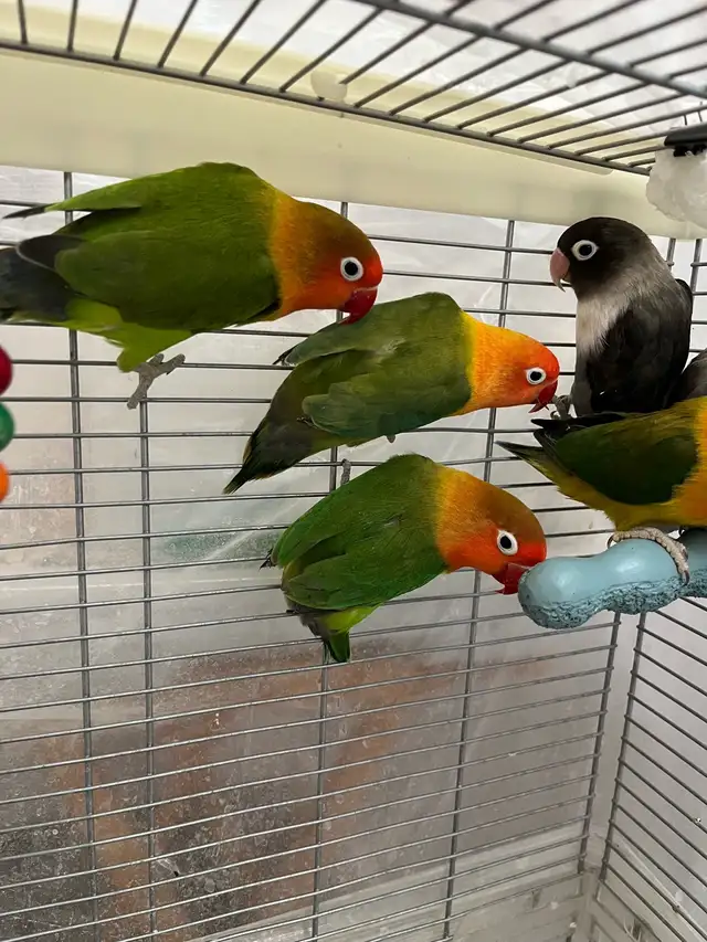 inséparable non apprivoisé | Birds for Rehoming | Laval / North Shore ...