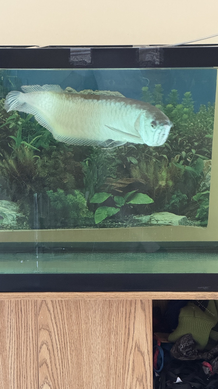 arowana fish | Fish for Rehoming | Mississauga / Peel Region | Free ...