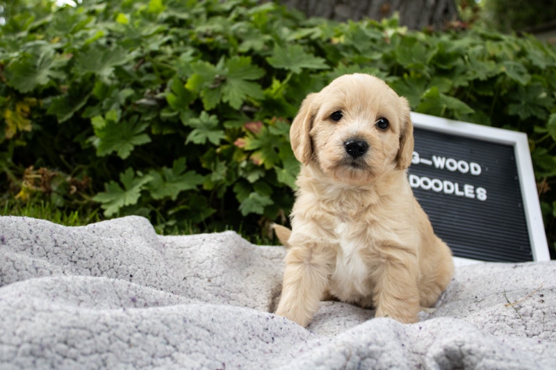 F1B MALE LABRADOODLE PUPPY FOR SALE | Dogs & Puppies for Rehoming ...