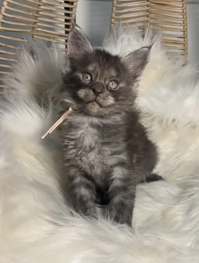 Chatons Maine Coon pure race | Velvet Whiskers | Nés 29 nov | Cats ...