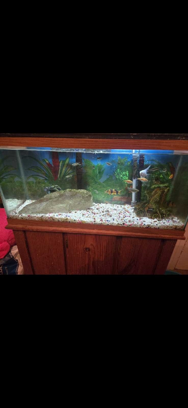 clown loach and two Siamese Algae eater | Fish for Rehoming | London ...