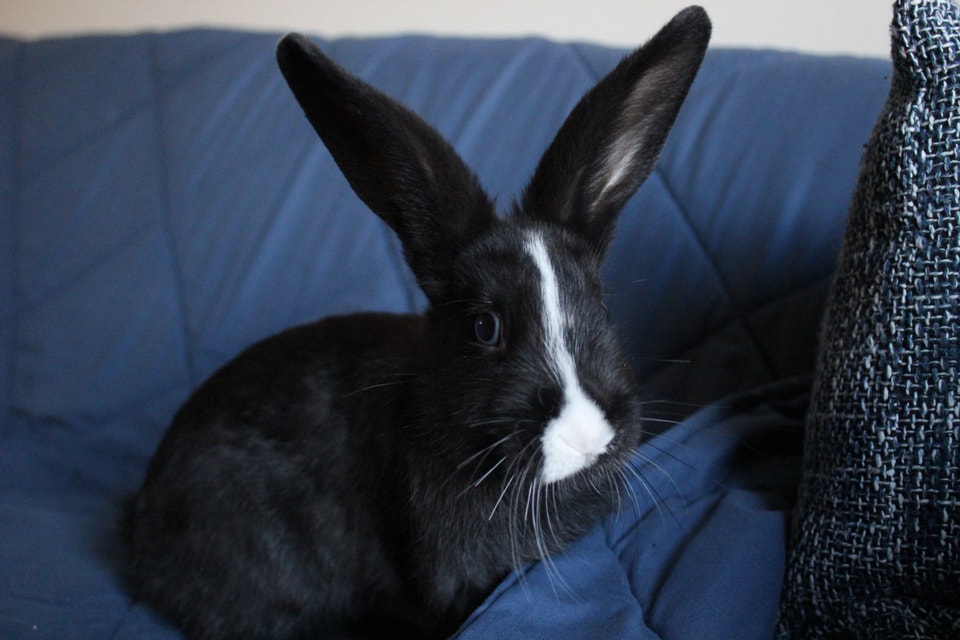 Adorable Lop x American bunny | Small Animals for Rehoming | Downtown ...