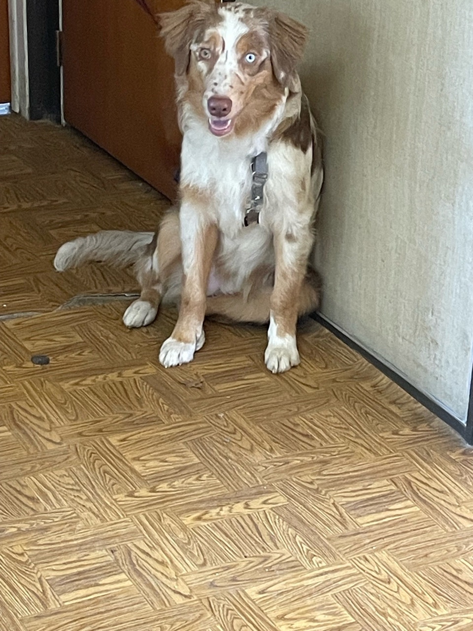 Berger Australian Rouge Merle | Dogs & Puppies for Rehoming | West ...