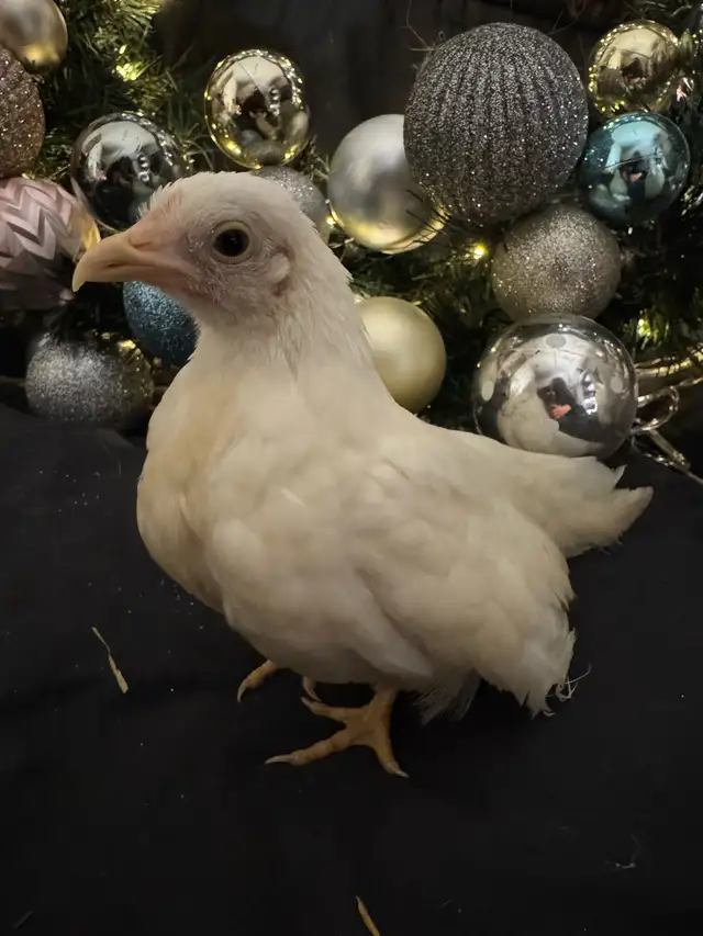 Purebred White Serama Pullet/Young Hen Mini Chicken | Livestock ...