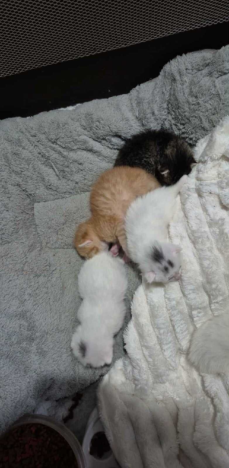 Chatton a donner | Cats & Kittens for Rehoming | Trois-Rivières | Free ...