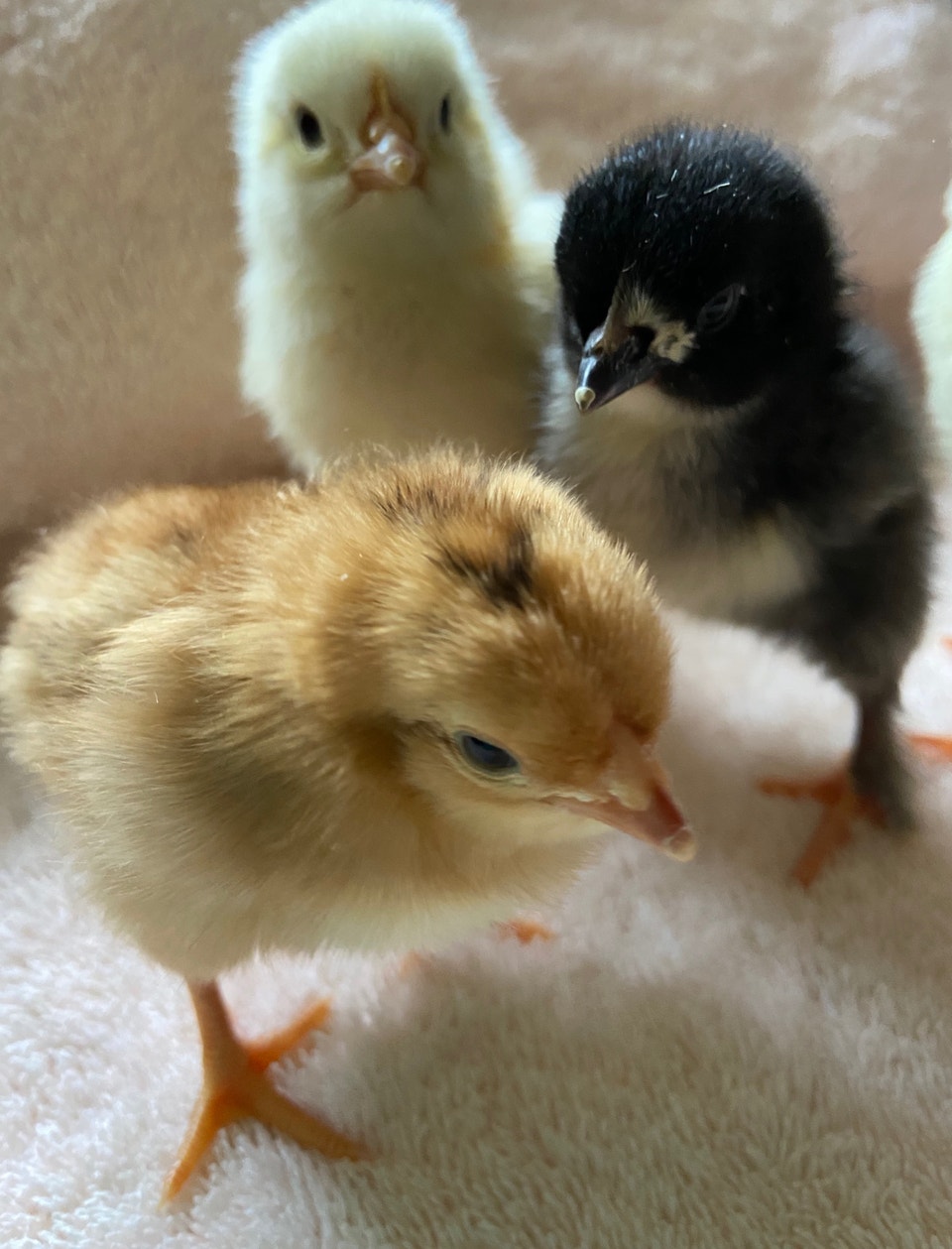 Weekly hatch day olds baby chicks chickens pets livestock eggs ...