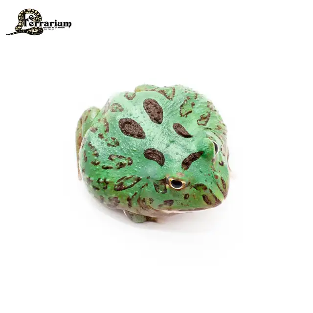Grenouille pacman - Peppermint blue | Reptiles & Amphibians for ...