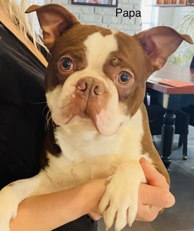 Chiots Boston terrier brun puppies!!PURE RACE!!!!MICRO PUCÉ | Dogs ...